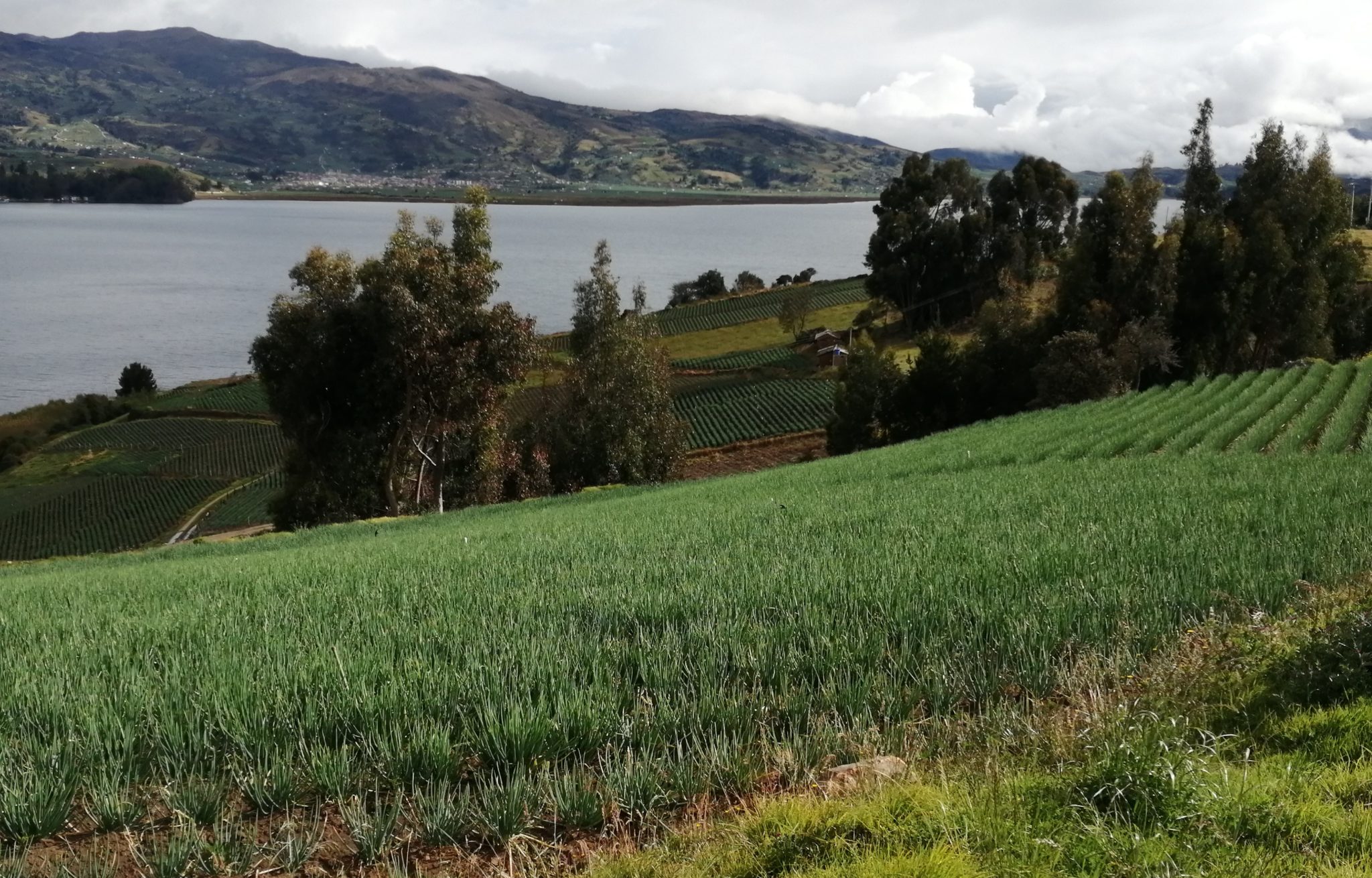 Agricultura en los Páramos de Boyacá: industrialización y delimitación ...